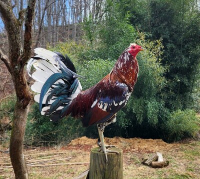 12+ Speckled Col. Givens Hatch Spangled Game Chicken Hatching Eggs | eBay