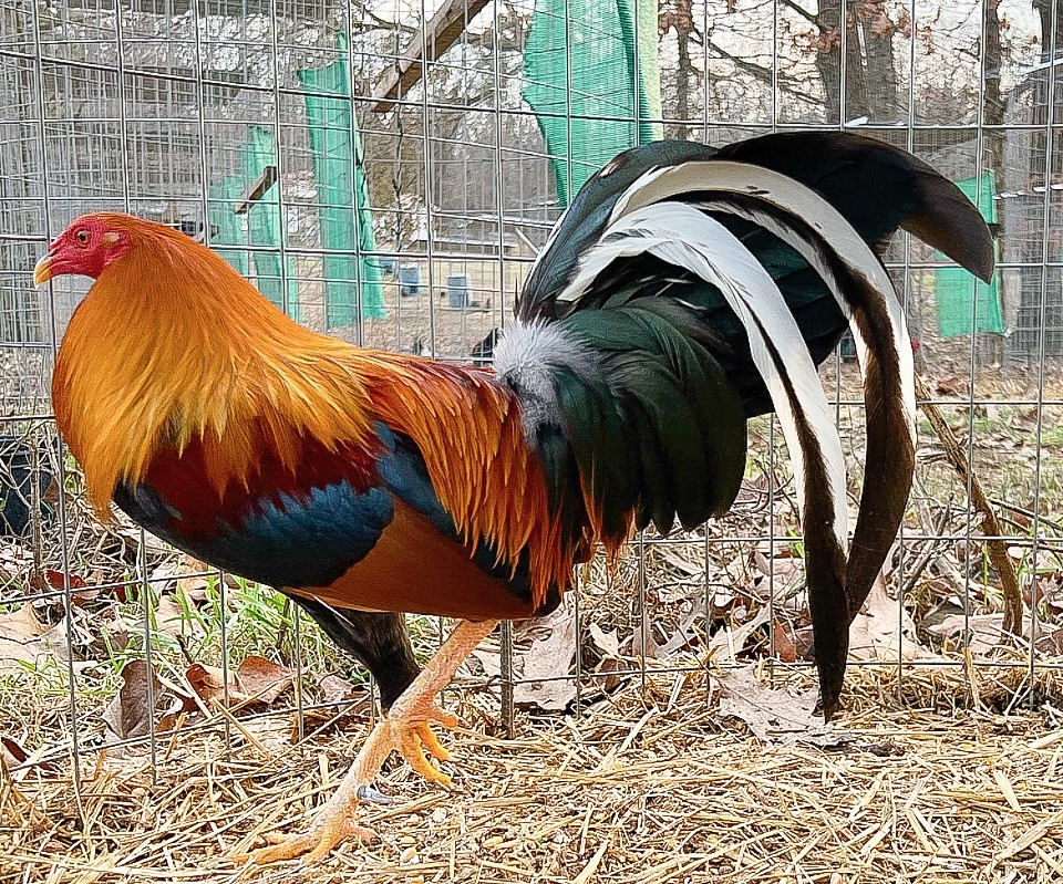 6 Pure Larry Romero Raptor Sweater Gamefowl Poultry Chicken Hatching ...