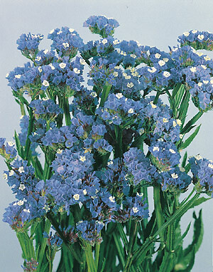 Statice Fortress Heavenly Blue 500 seeds | eBay
