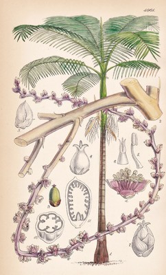 Seaforthia Elegans Blume Botany Flower Lithograph Curtis 4961 | eBay
