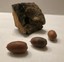 Abraham's Oak Bark Relic Tree of Mamre Acorns Hebron Ancient Holy Site ...
