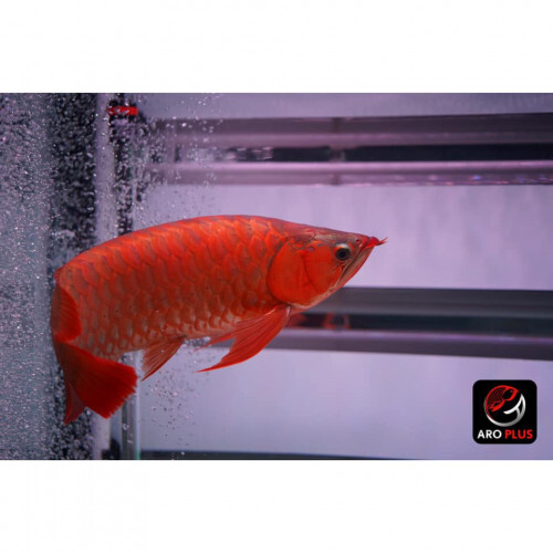 ARO PLUS vitamins super red dragon arowana fish capsule color ...