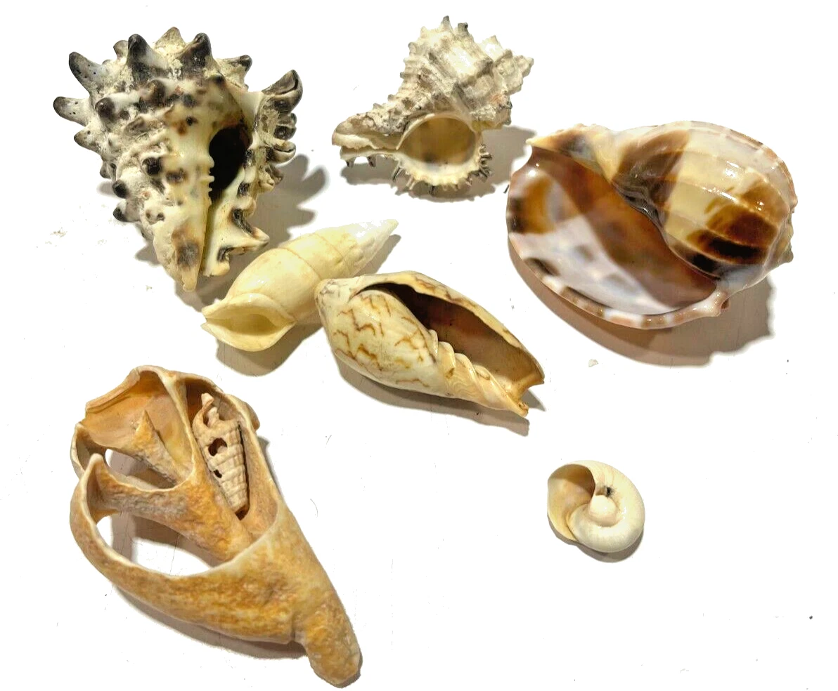 Shells As Religions And Spiritual Objects In Hinduism And, 48% OFF