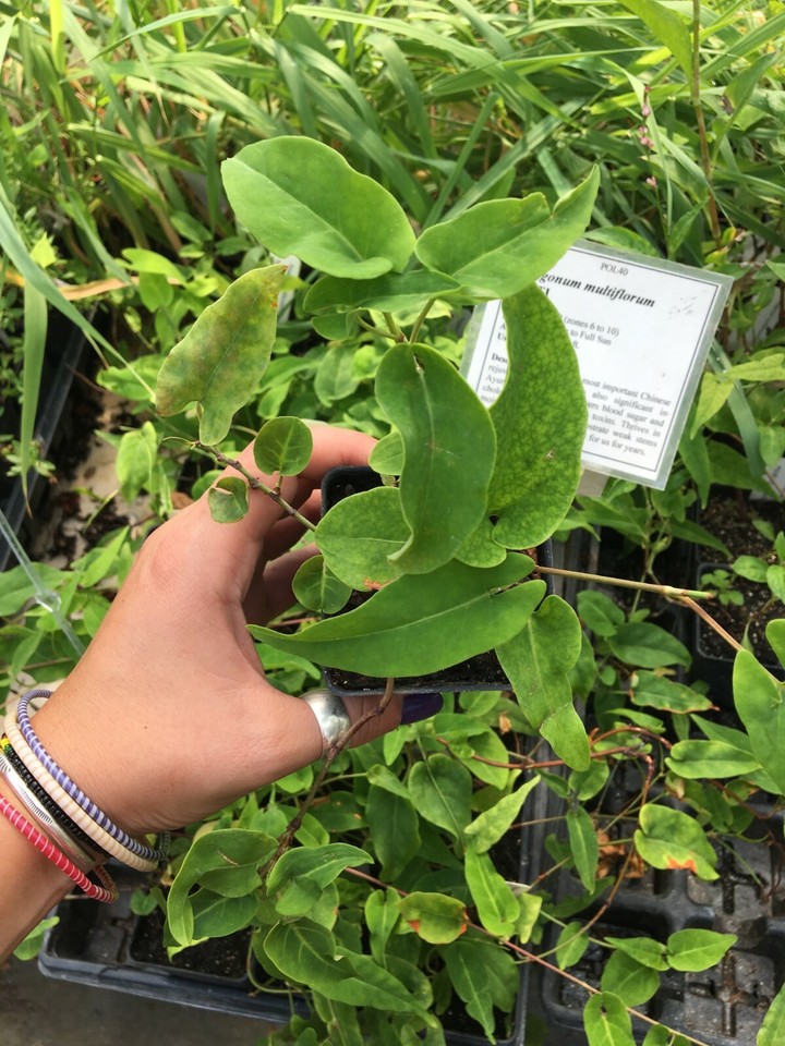 Polygonum multiflorum Chinese FO TI Live plant in 2.5 inch plant ...