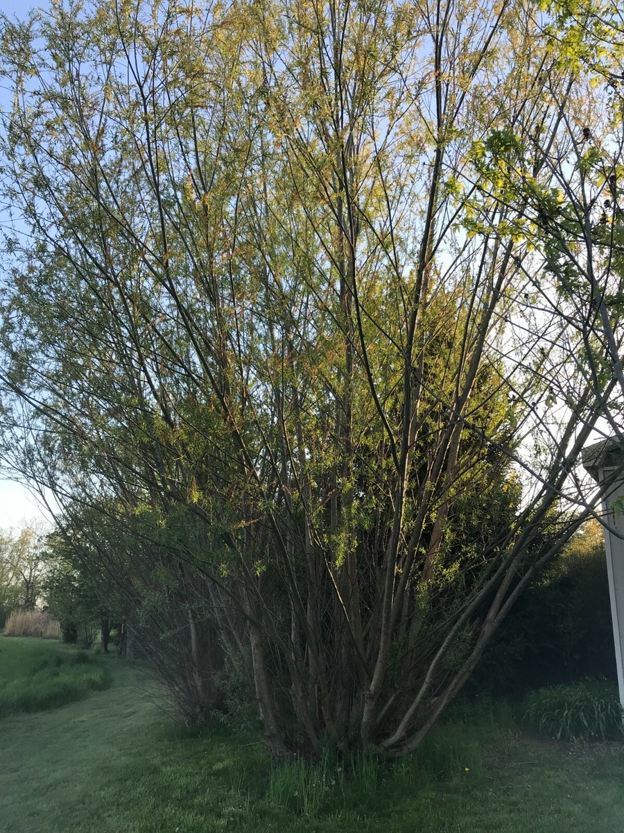 Fast Growing Trees For Shade 50 Hybrid Willow Trees – Super Fast ...
