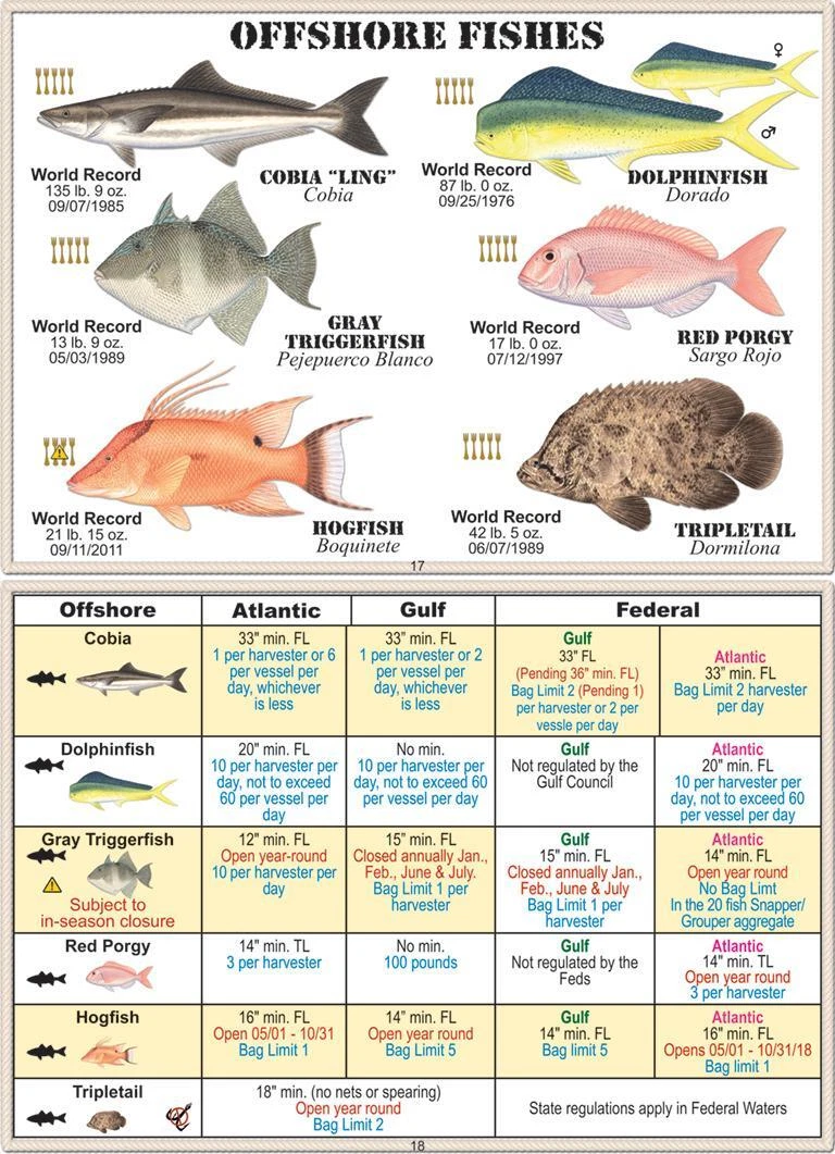 Sw Florida Fish Identification