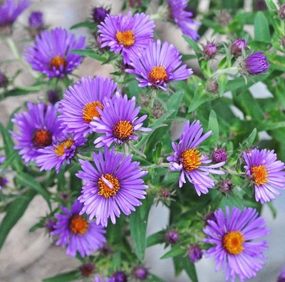 250 New England Aster Seeds Hardy Perennial | eBay