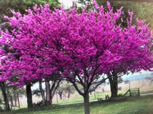 2 Eastern Redbud Trees ! 2 ft tall Beautiful Tree Live Tree purple pink ...
