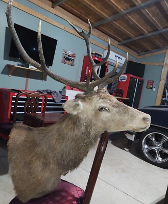 Red Stag Shoulder Mount 11point | eBay