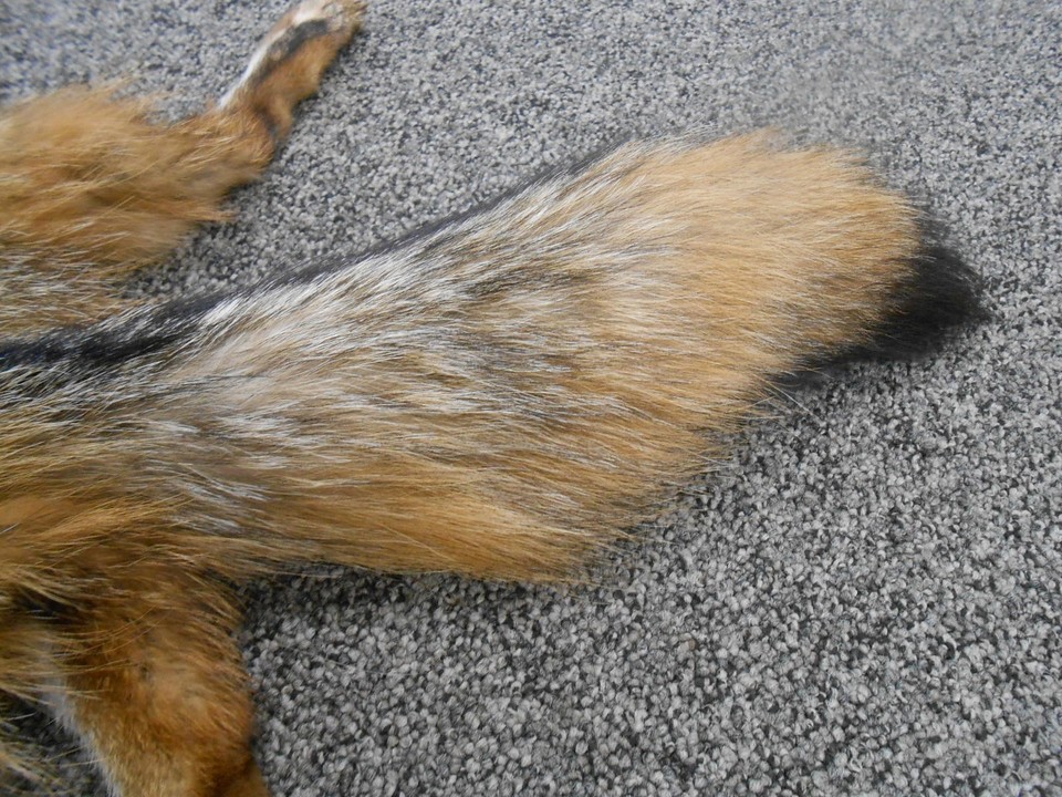 Beautiful Gray Fox tanned pelt with paws & claws case skinned nice and ...