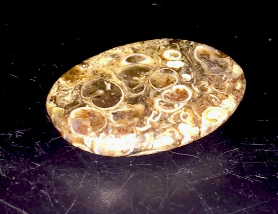 Natural fossilized Shells Agate Turritella loose cabochon Hand Polished ...