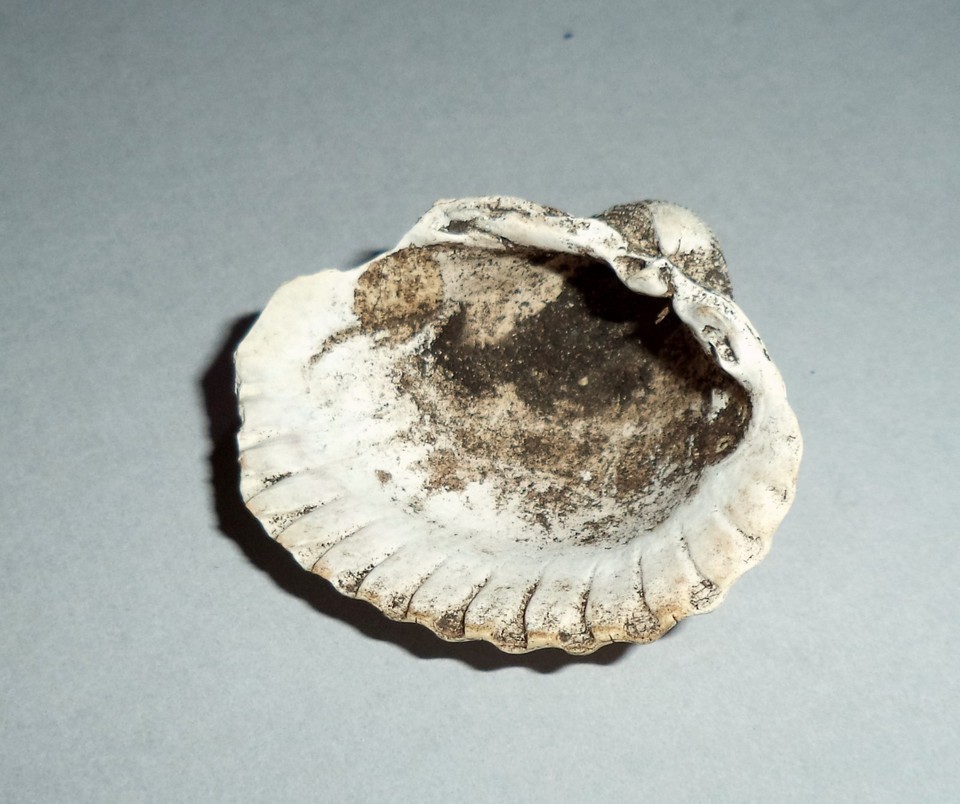 Fossil Shells from Saranda, Albania. Cockle. | eBay