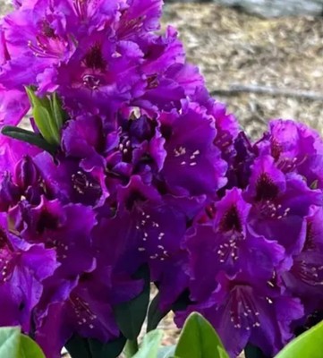 Florence Parks~Rhododendron~Well Rooted STARTER Plant~ Rare Variety! | eBay