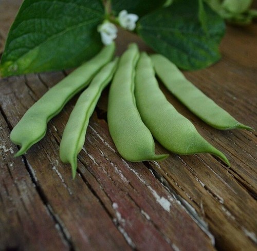 50 Fresh Roma II Flat Bush Green Bean Seeds Free Shipping | eBay