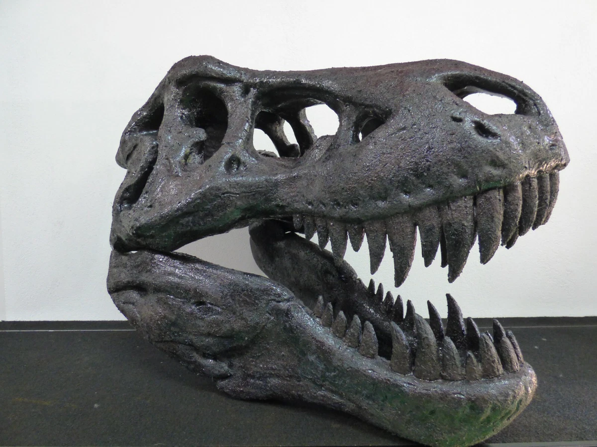 T Rex Skull
