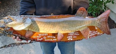 VTG REAL FISH TAXIDERMY 34" MUSKY WALL MOUNT By Ron Lax Pincher Lake ...