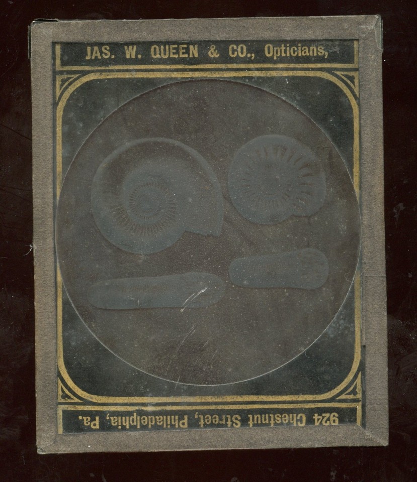 ca1910 Glass Magic Lantern Slide Ammonites Jas W Queen Opticians ...