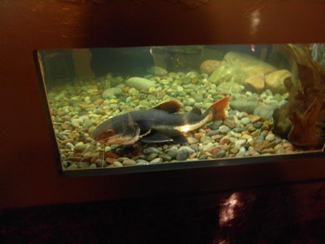 MAX ACR Aquarium Safe Epoxy 4 Sealing Coating Bonding Fiberglassing ...