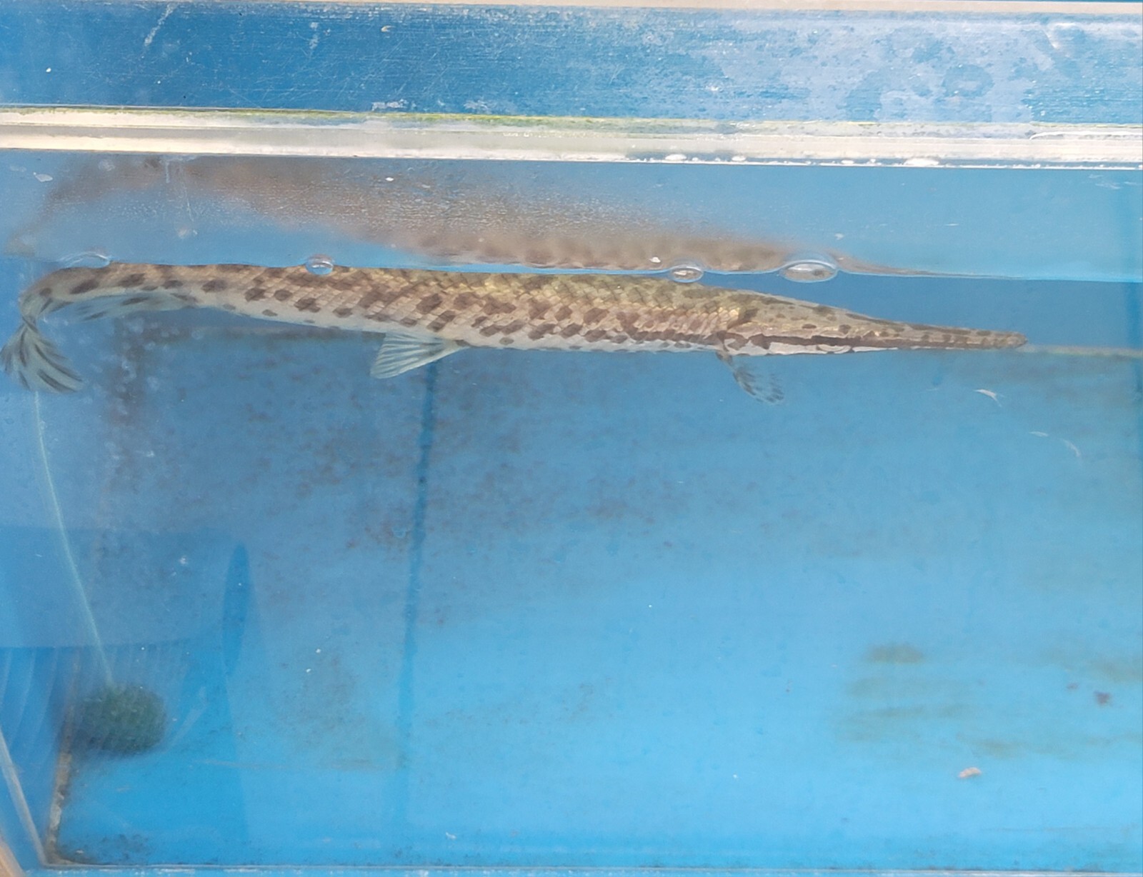 10" PLUS Spotted Juvenile GAR Fish Imported. South America Gorgeous. | eBay