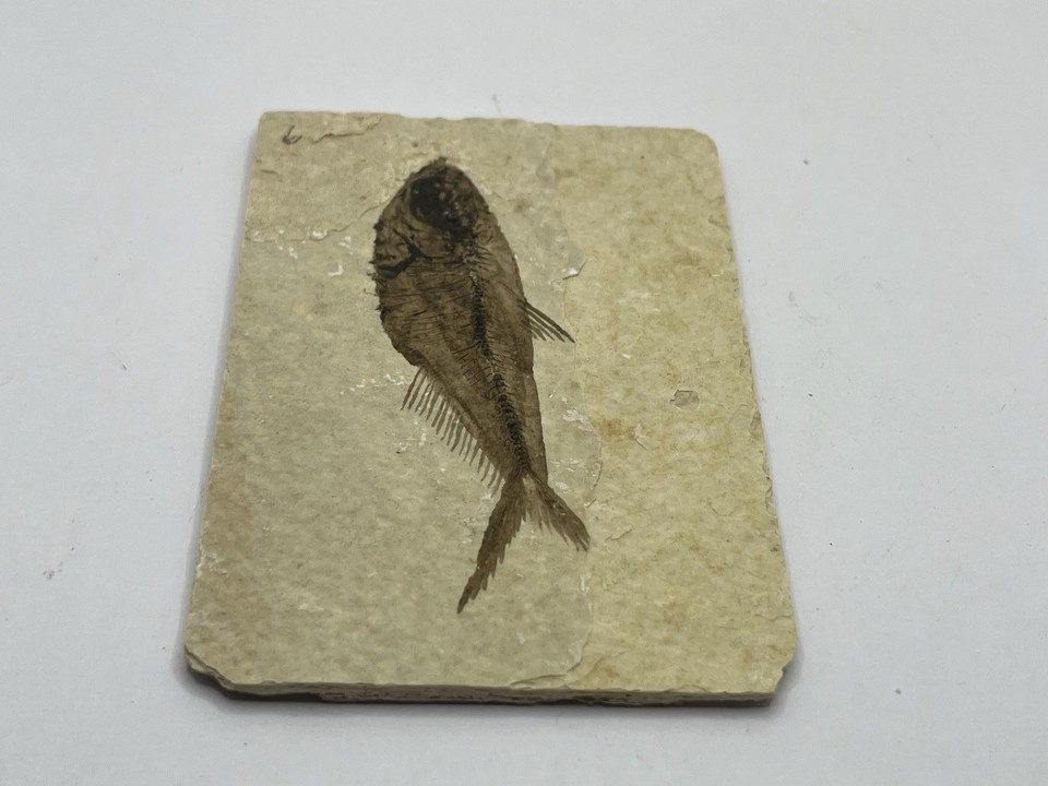 Diplomystus Fossil Fish From Wyoming USA Age-Eocene | eBay UK