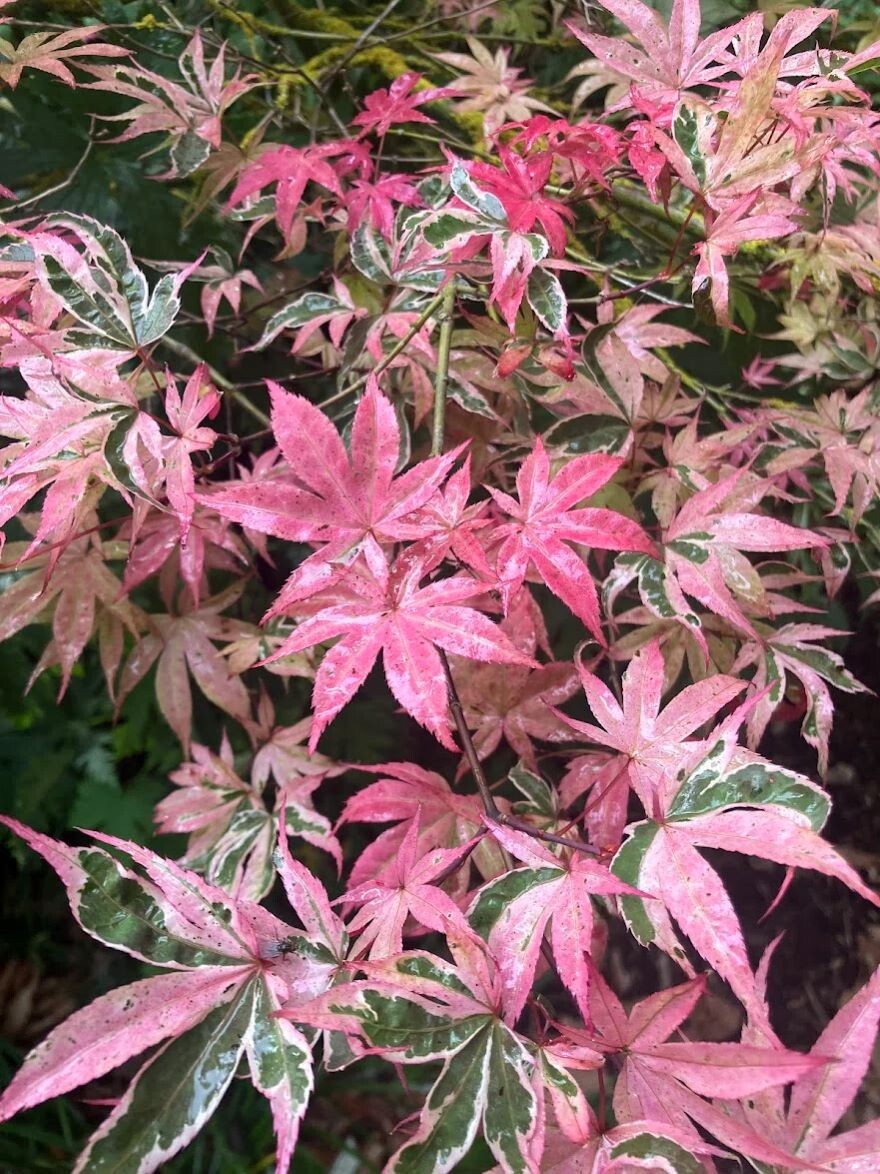 Geisha Gone Wild Japanese Maple Tree - Live Plant - ( 2.5 QT ) | eBay