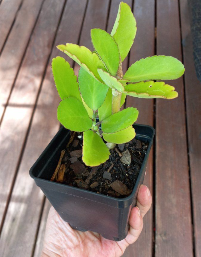 Live Leaf of Life Plant – 1 Pot (2PCS) – Easy-Care Succulent for Home ...