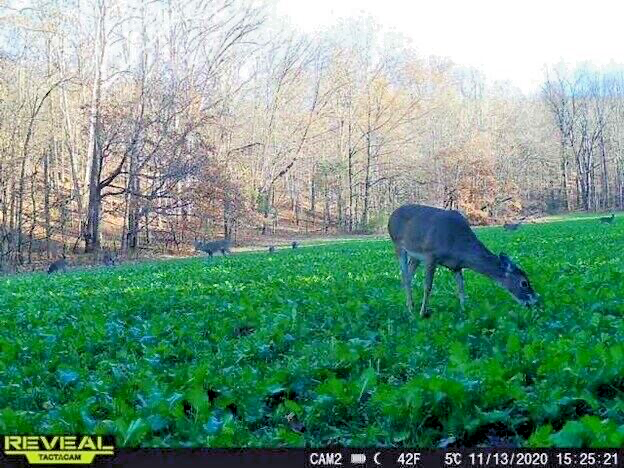 Deer Food Plot Brassica Seeding Mix turnip radish collard kale rape 1/2 ...