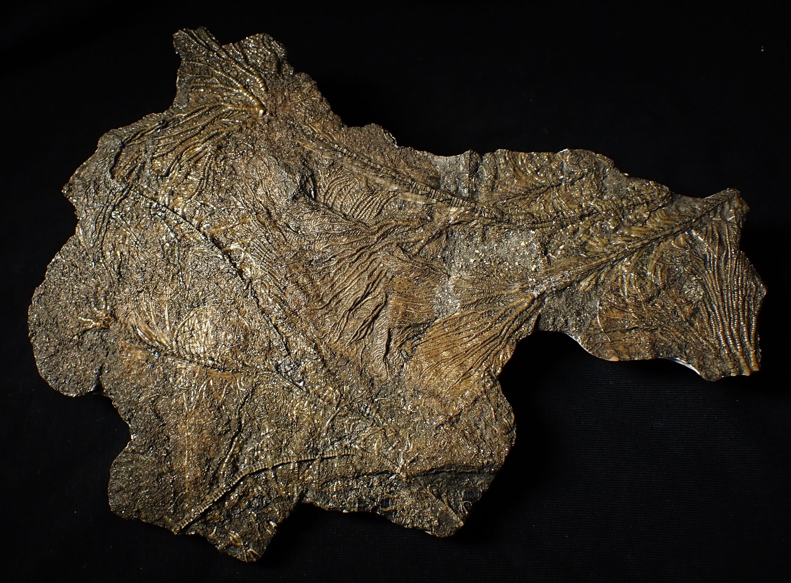 Large and rare highly detailed multi-crinoid fossil (220 mm) Jurassic ...