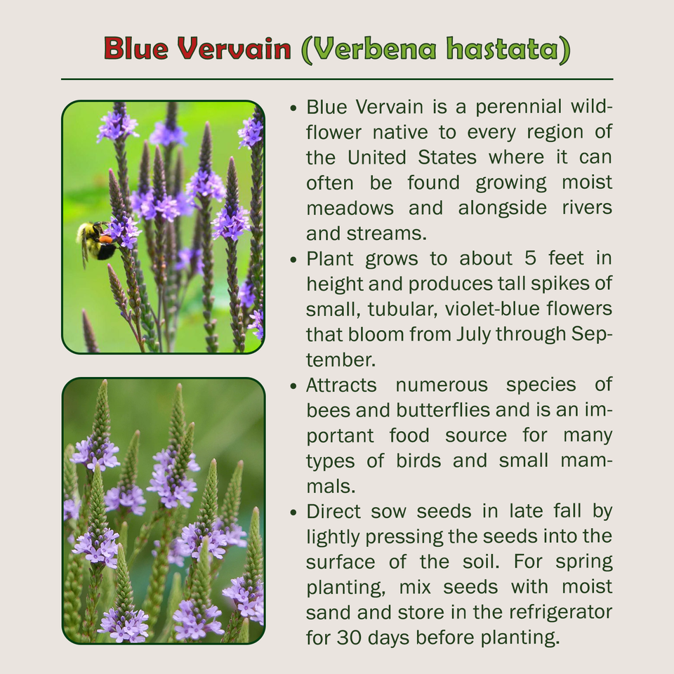 500 Blue Vervain Seeds, Verbena hastata, Bee & Butterfly Attractor ...