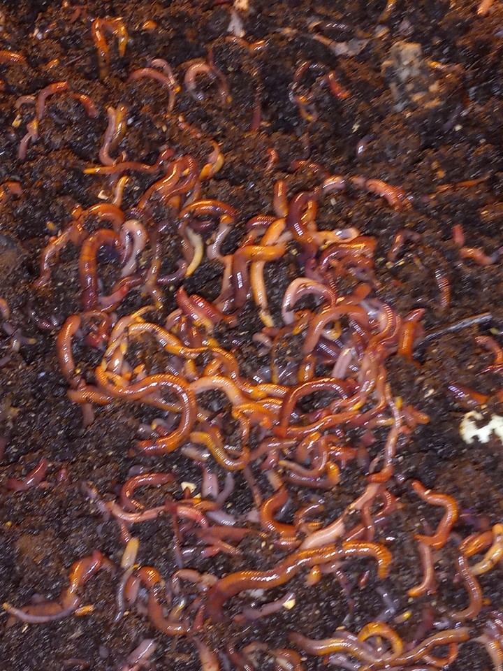 Worms : Fresh Live Red Wiggler WORMS, Garden Time, Red Wiggler Compost ...