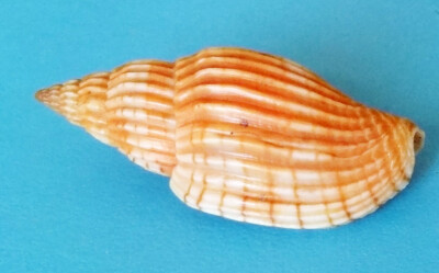 SEA SHELL - VOLUTIDAE - LYRIA TULEARENSIS avec opercule 55,90mm | eBay