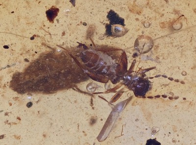 RARE Zoraptera (Angel Insect), Fossil Insect inclusion in Burmese Amber ...