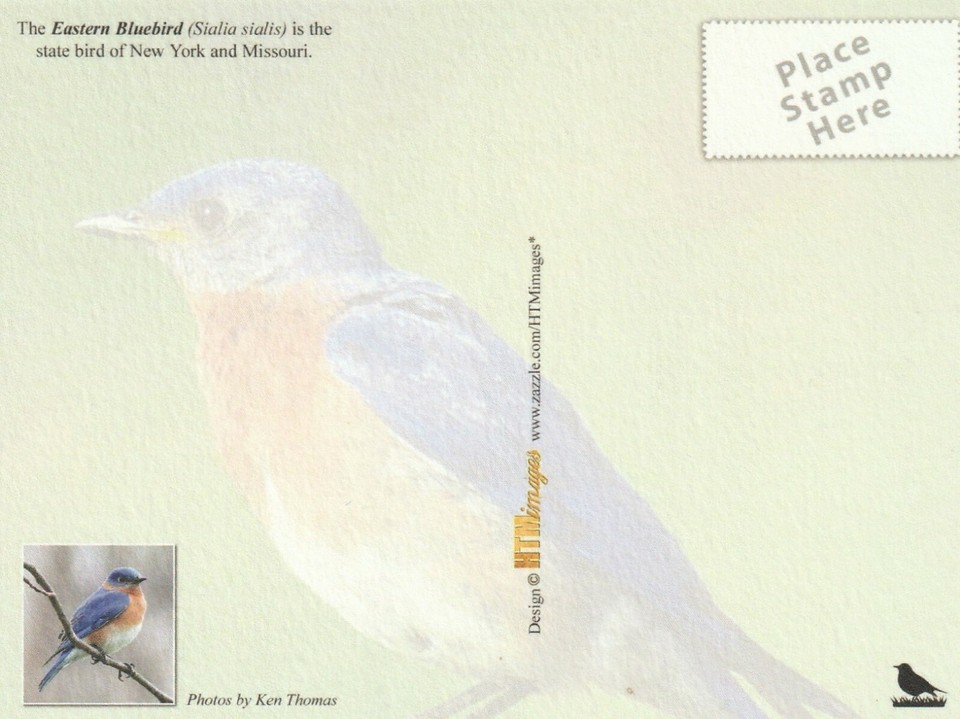 *New York Postcard-"The Eastern Bluebird...State Bird" *New York- {*TW ...