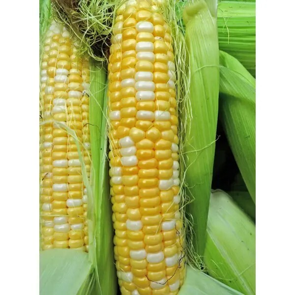 40 Funks G90 Sweet Corn Treated Seeds - Hybrid (su) Bicolor Maize– Free ...