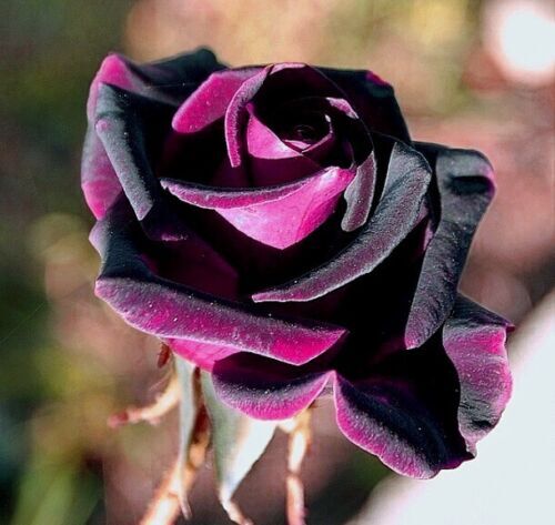 Ruby & Black Rose Seeds Garden Plant Flower -Viable Seeds - UK FREE P&P ...