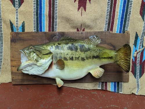 Green Bass Fish Wall Skin Mount Taxidermy Decor | eBay