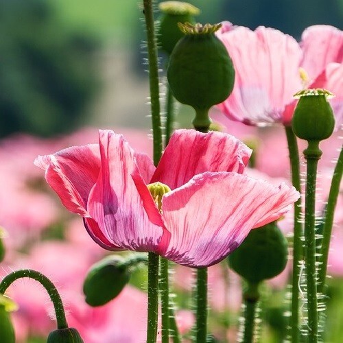 5,000 World's Largest Giganteum Giant Rattle Poppy Seeds Ready For ...