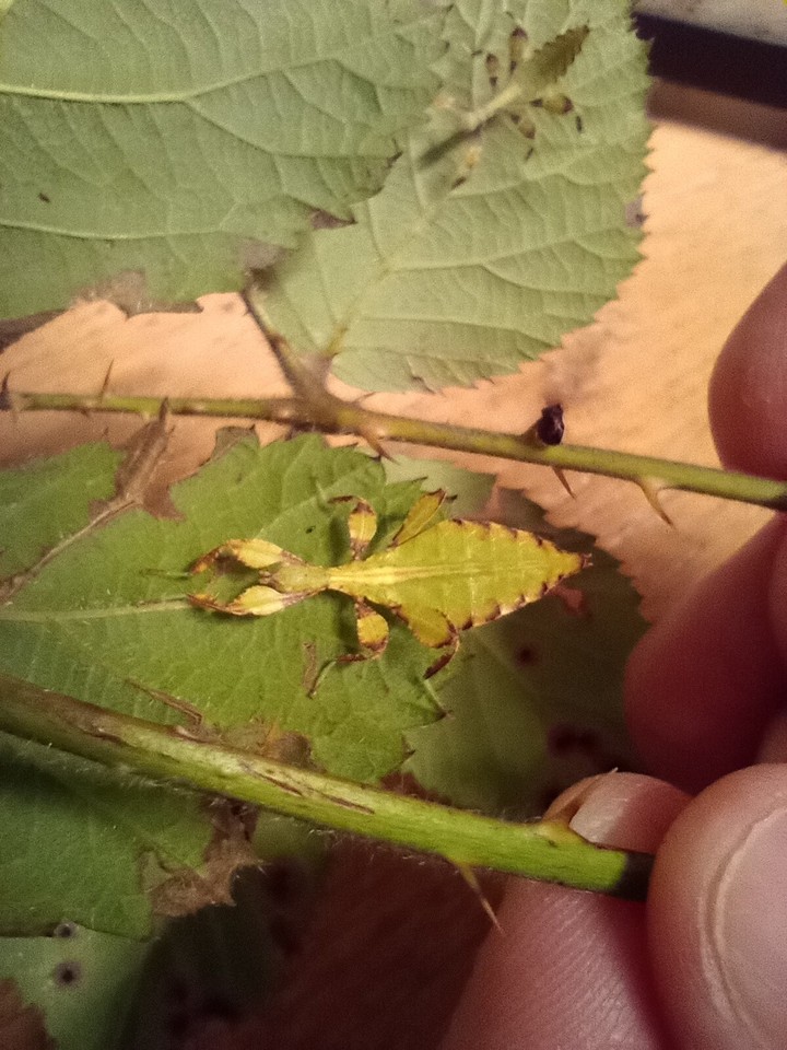 3 Leaf Insect Nymphs for sale plus Royal Mail Tracked 24 | eBay