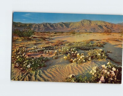 Postcard Garden Desert Field USA North America | eBay