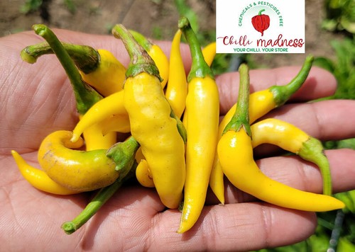 Chilli Cayenne Yellow Robust Flavoured Pepper Sustainably Grown in OZ ...