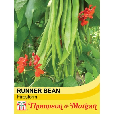 T&M Runner Bean Seeds Firestorm Self Fertile Vegetables Stringless ...