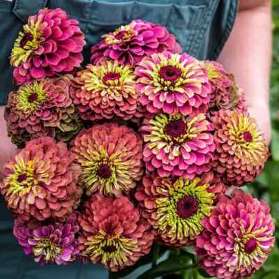 100+ Queen Lime Red Zinnia Seeds for Garden Planting - USA - FREE ...