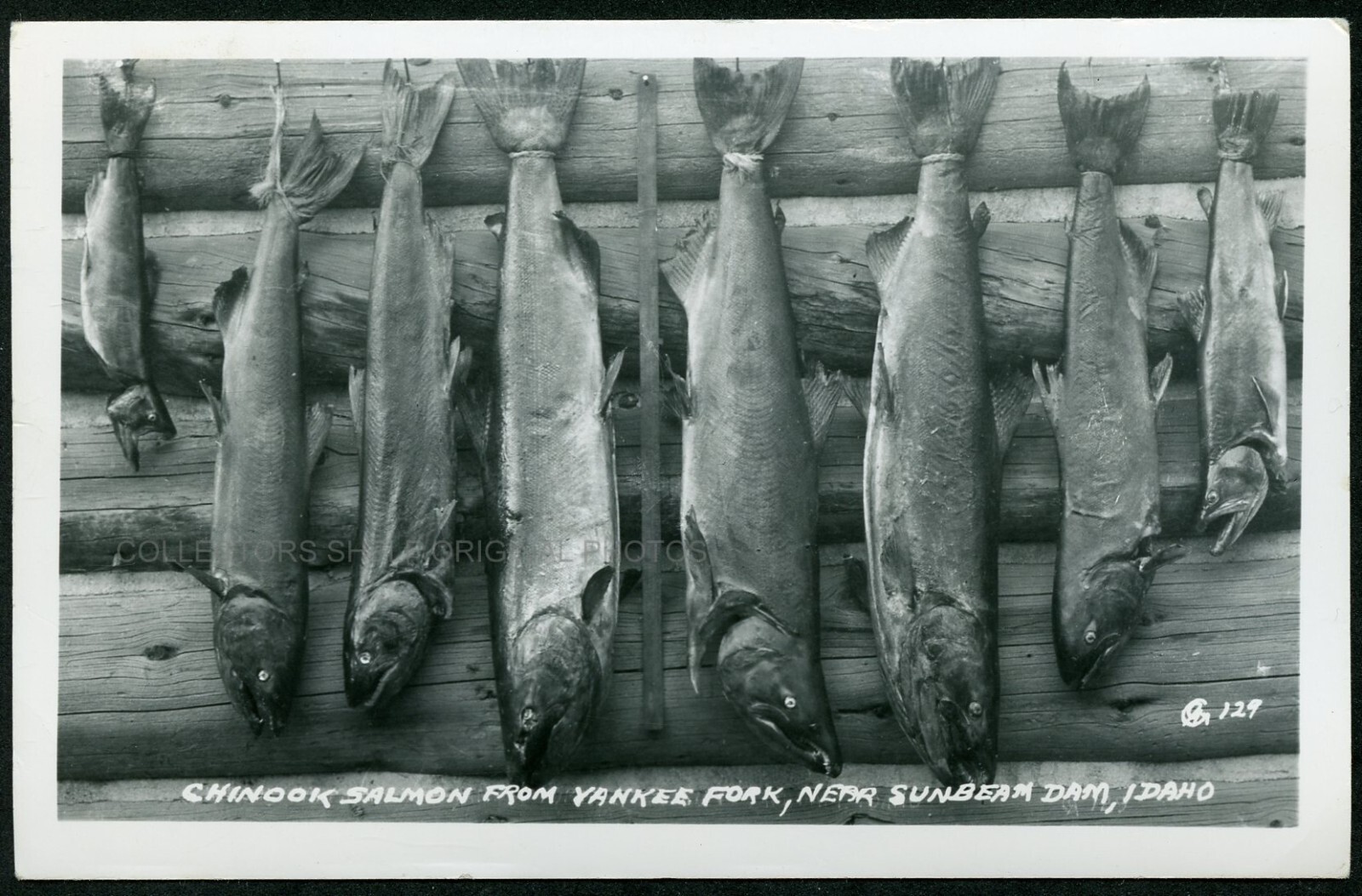 SUNBEAM DAM IDAHO - CHINOOK SALMON FROM YANKEE FORK c1950 RPPC RP PHOTO ...