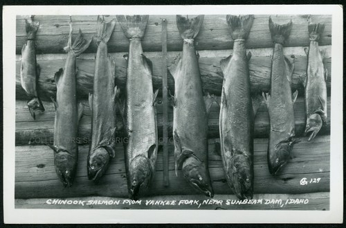 SUNBEAM DAM IDAHO - CHINOOK SALMON FROM YANKEE FORK c1950 RPPC RP PHOTO ...