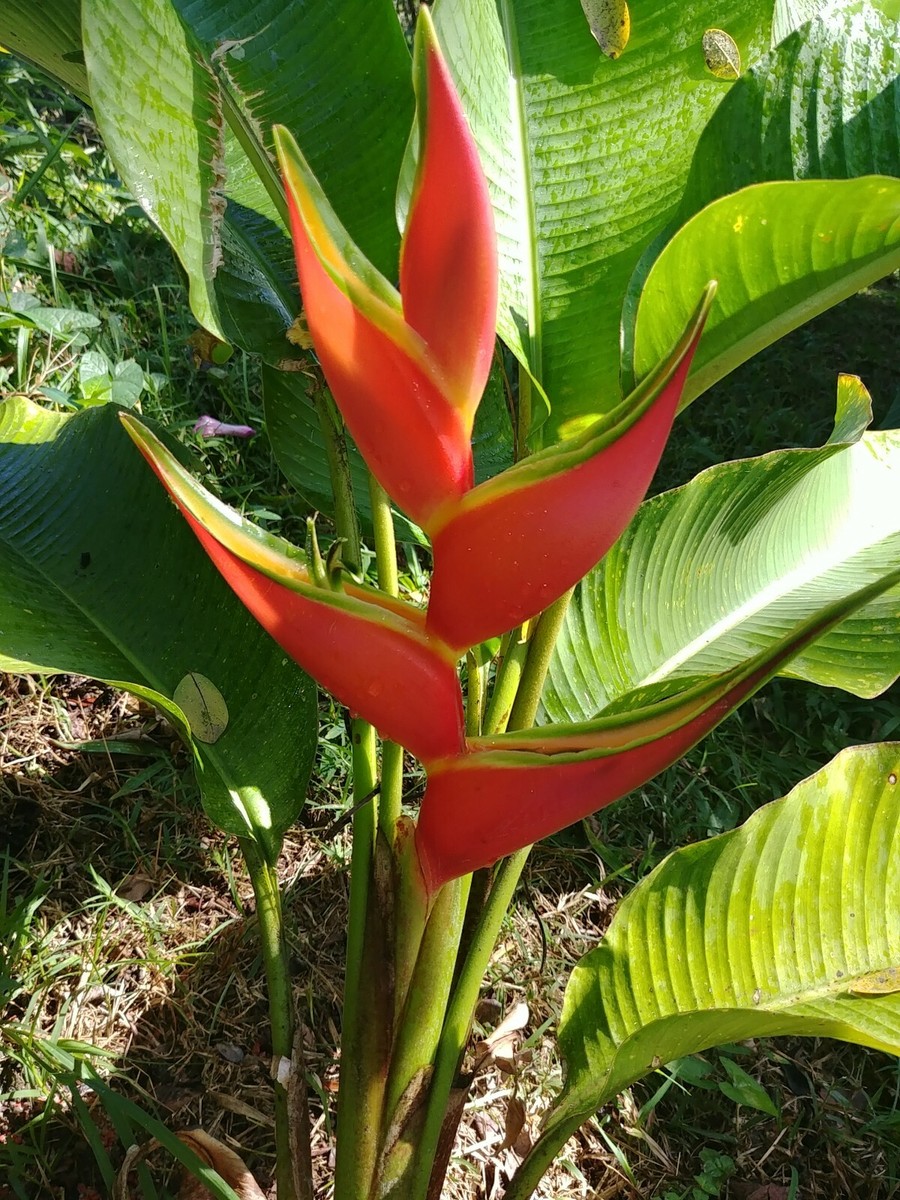 Heliconia New Dwarf Heliconia Stricta X Orthotricha Orange Crush Live
