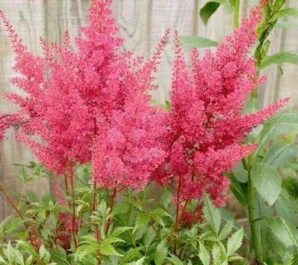 1000 Mix Astilbe Flower Seeds Perennial - Fragran Astilbe Arendsii ...