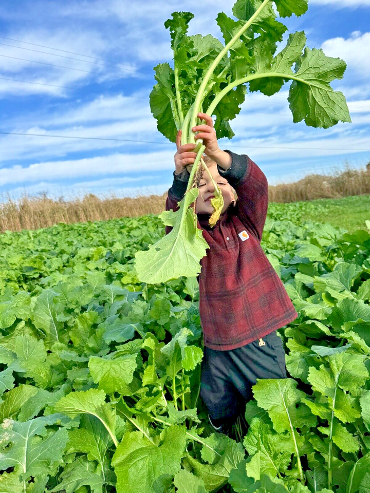 Deer Food Plot Brassica Seeding Mix turnip radish collard kale rape 1/2 ...