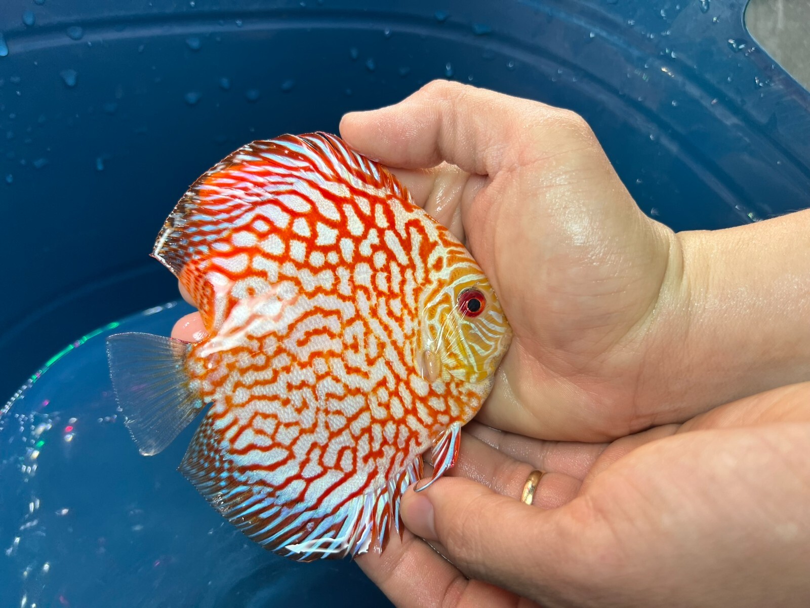 Pack of 3 - Red Checkerboard Discus 4" | eBay