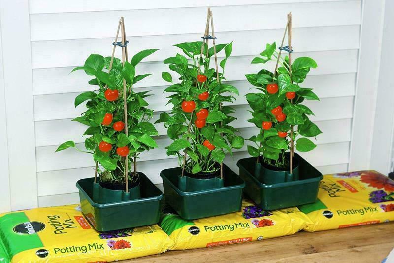 3x Plant Watering Halo Green Ring Tomato Plants Grow Irrigation Support ...