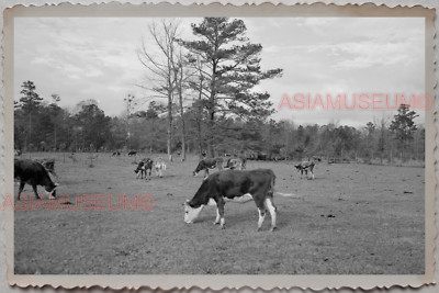 50s BRANTLEY ALABAMA AMERICA COW CATTLE FARM FIELD OLD VINTAGE USA ...